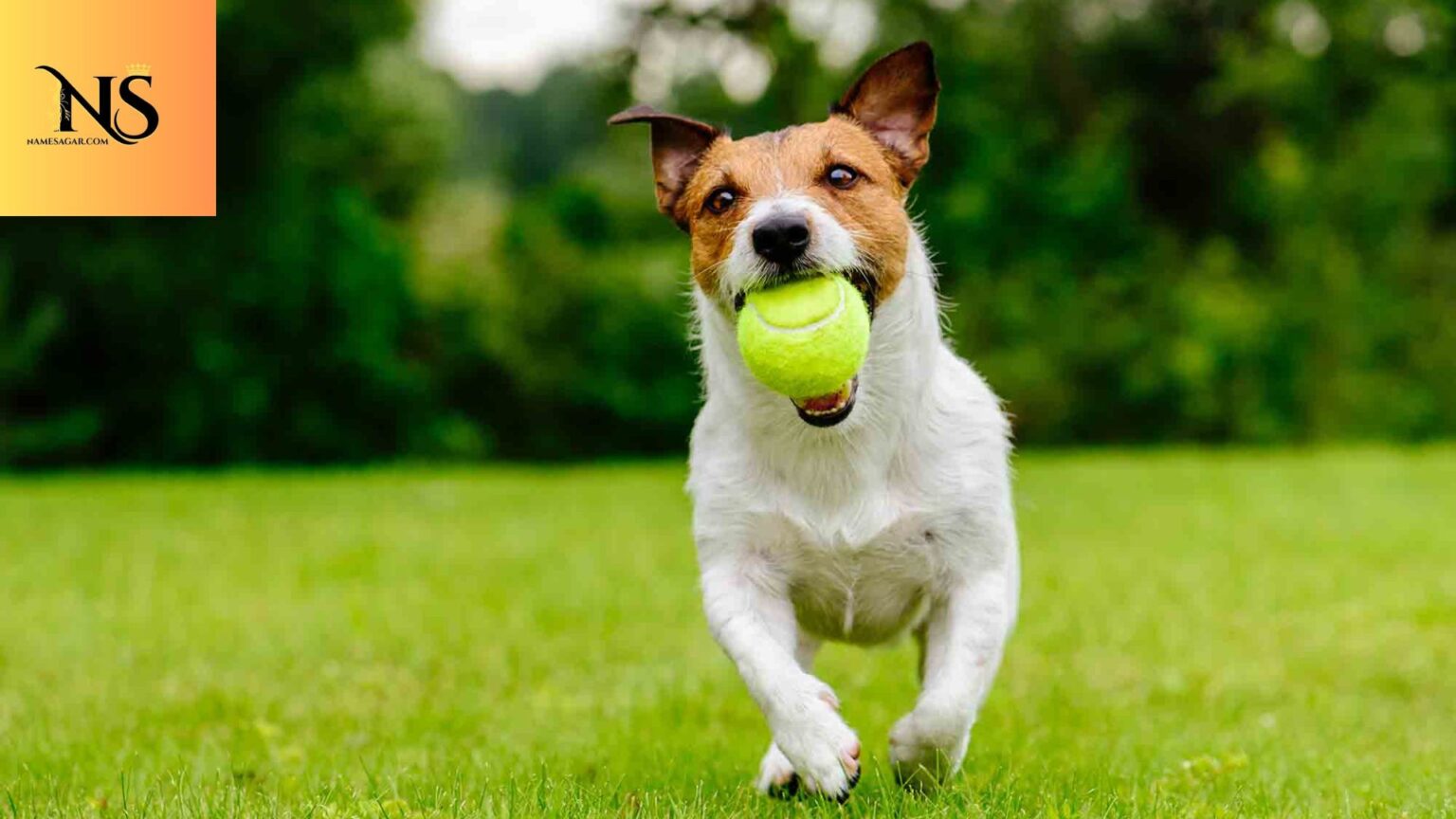 400 Best Tough Dog Names with Meanings for 2026