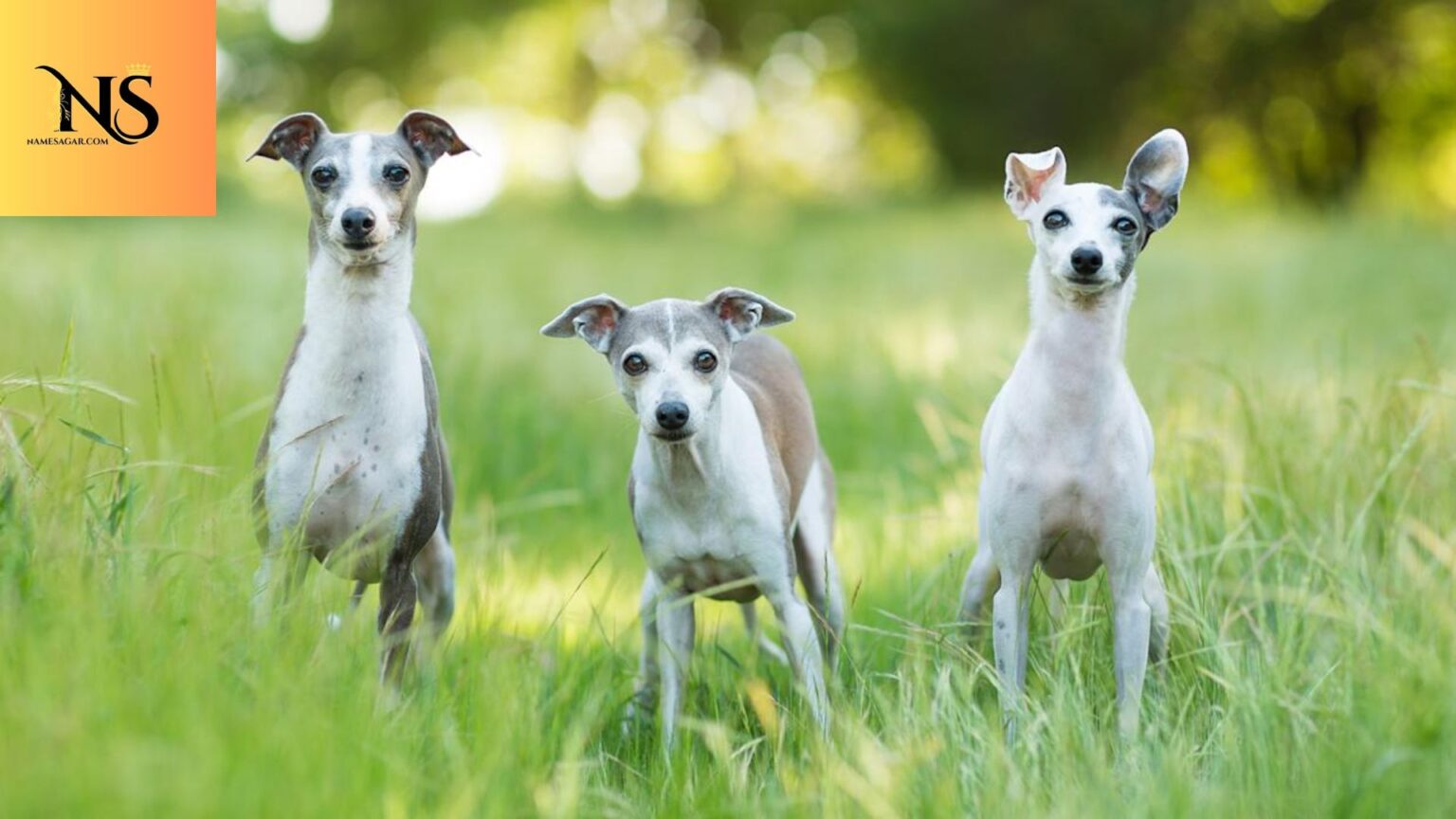 650 Best Italian Pet Names With Meaning For 2026