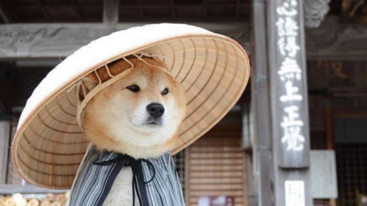 950 Best Japanese Pet Names with Meanings for 2026