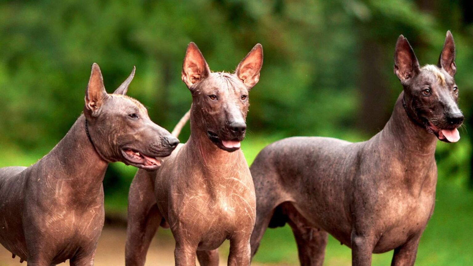 400 Best Mexican Dog Names With Meaning for 2026
