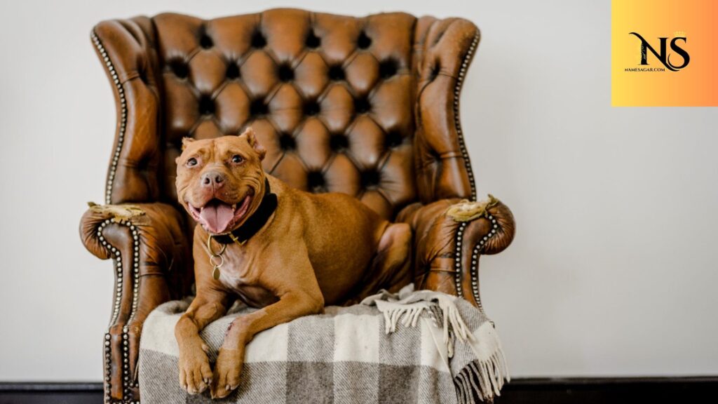 550 Best Scary Dog Names with Meanings for 2026