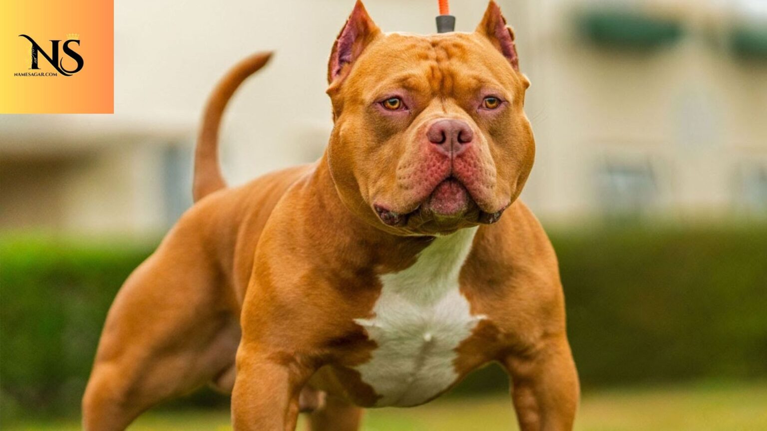 550 Best Scary Dog Names with Meanings for 2026