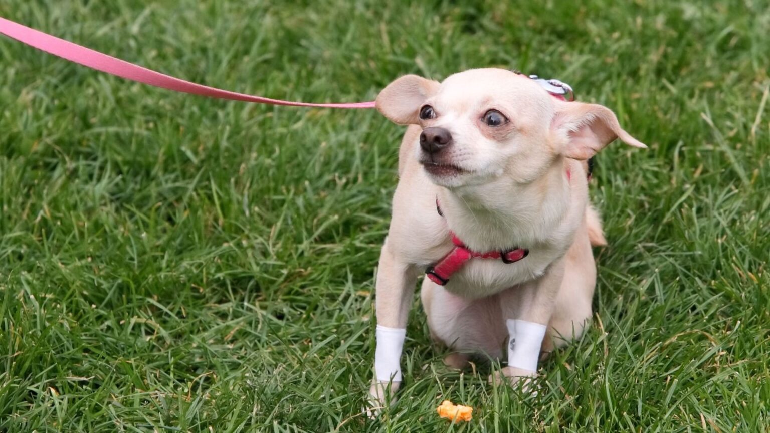 550 Best Scary Dog Names with Meanings for 2026