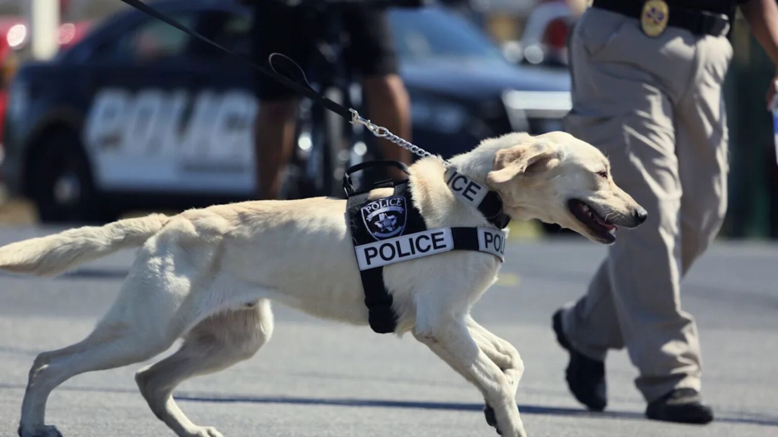 600 Best Police Dog Names with Meanings for 2026