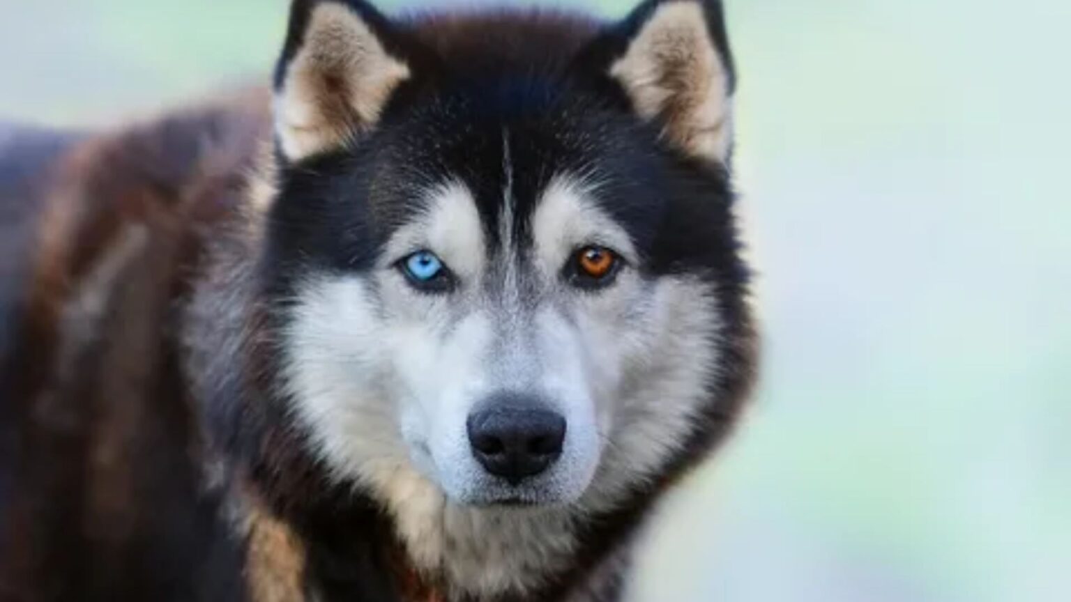 600 Best Husky Dog Names with Meanings for 2026