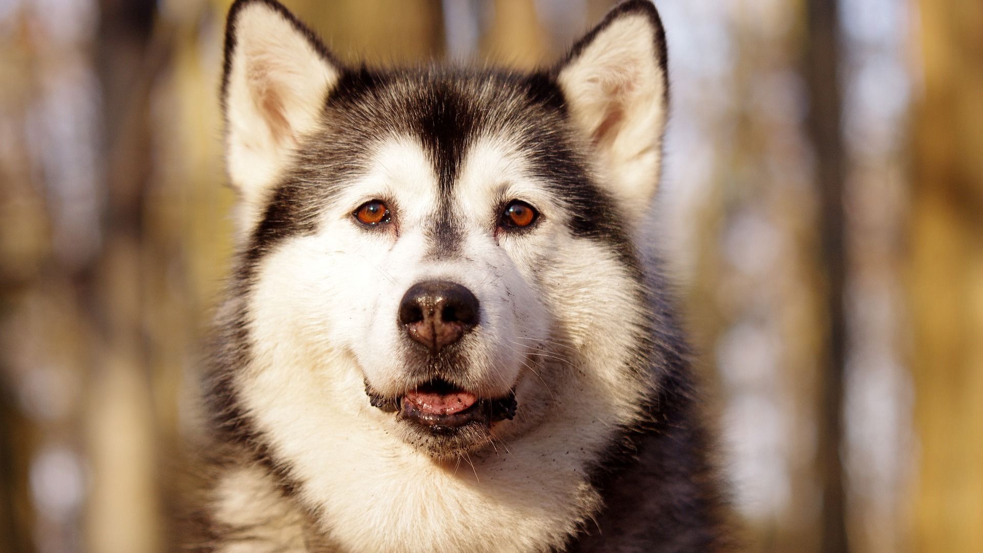 600 Best Husky Dog Names with Meanings for 2026