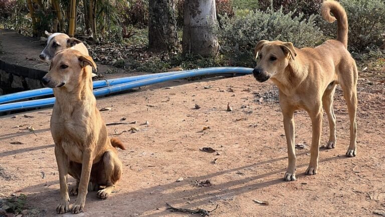 550 Best Indian Dog Names with Meanings for 2026