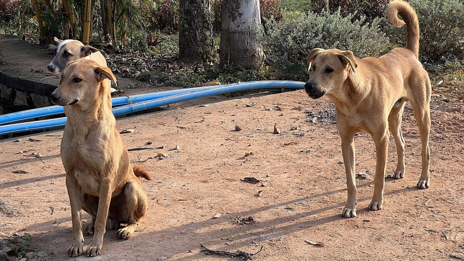 550 Best Indian Dog Names with Meanings for 2026