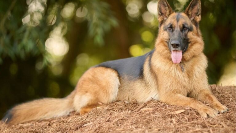 650 Best Strong Female Dog Names with Meanings for 2026