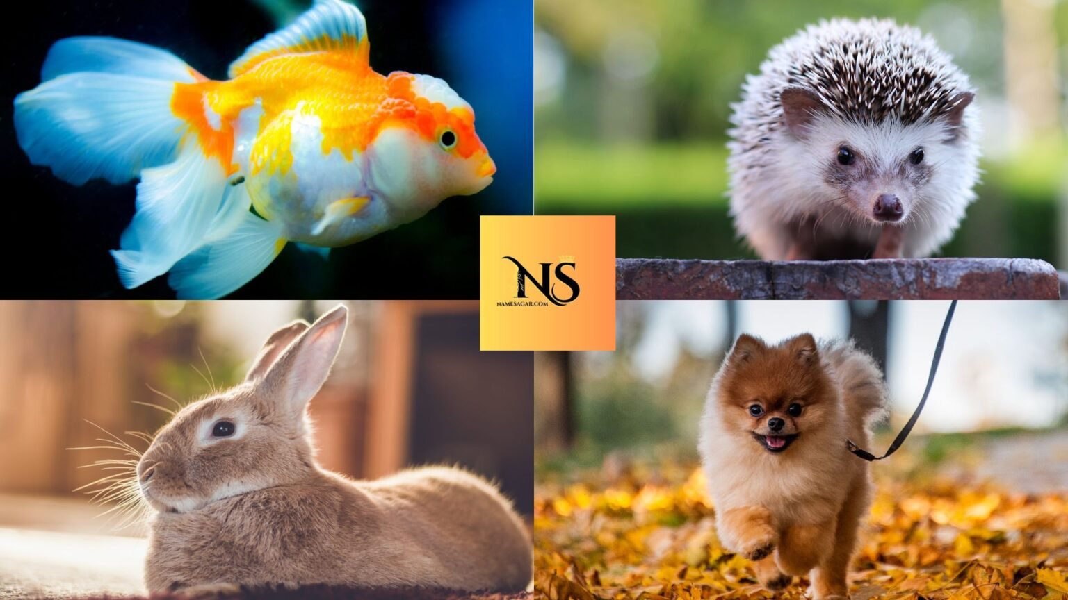 800 Best Spanish Pet Names with Meanings for 2026